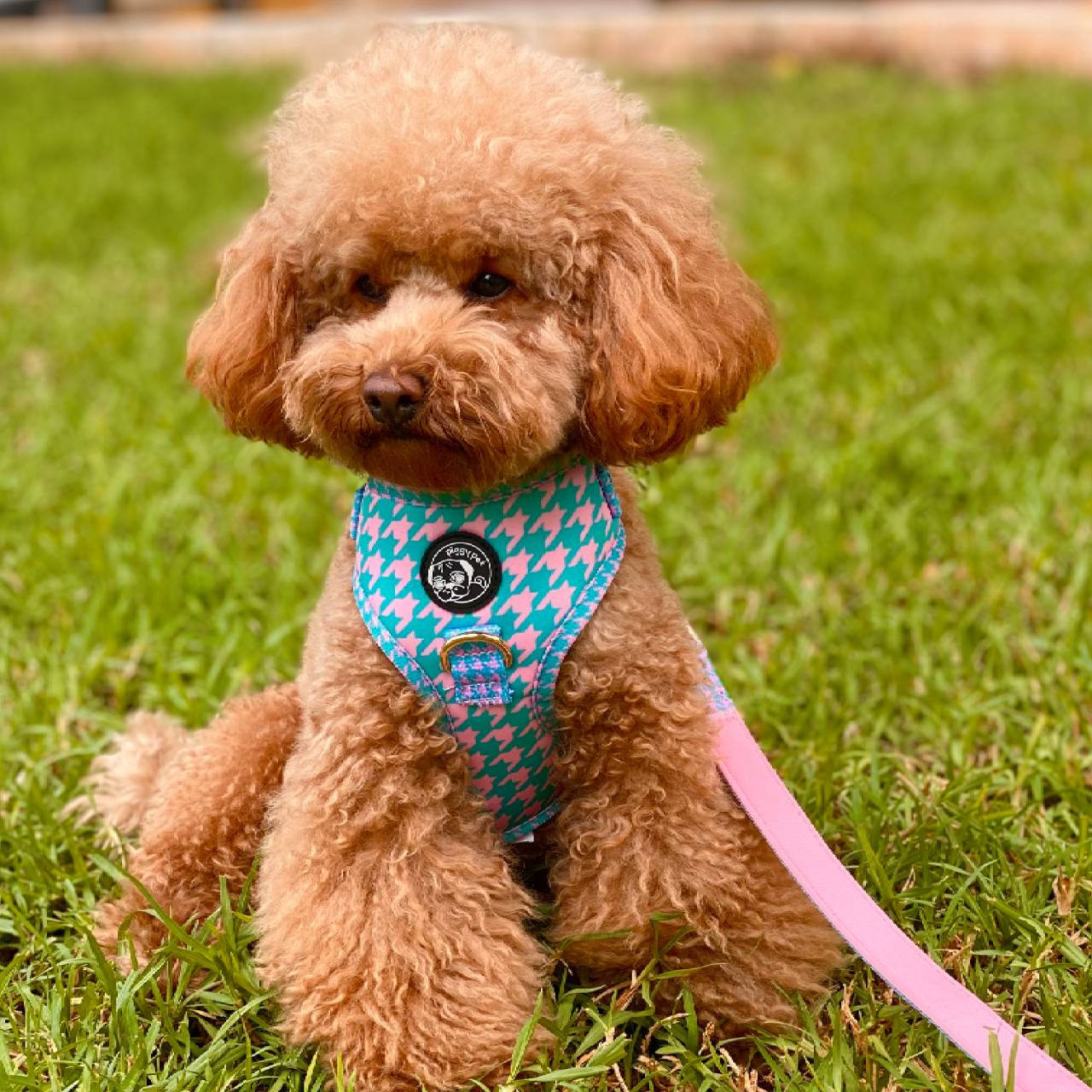 Pettorine per cani di piccola taglia, morbide e resistenti - Piggy Pet