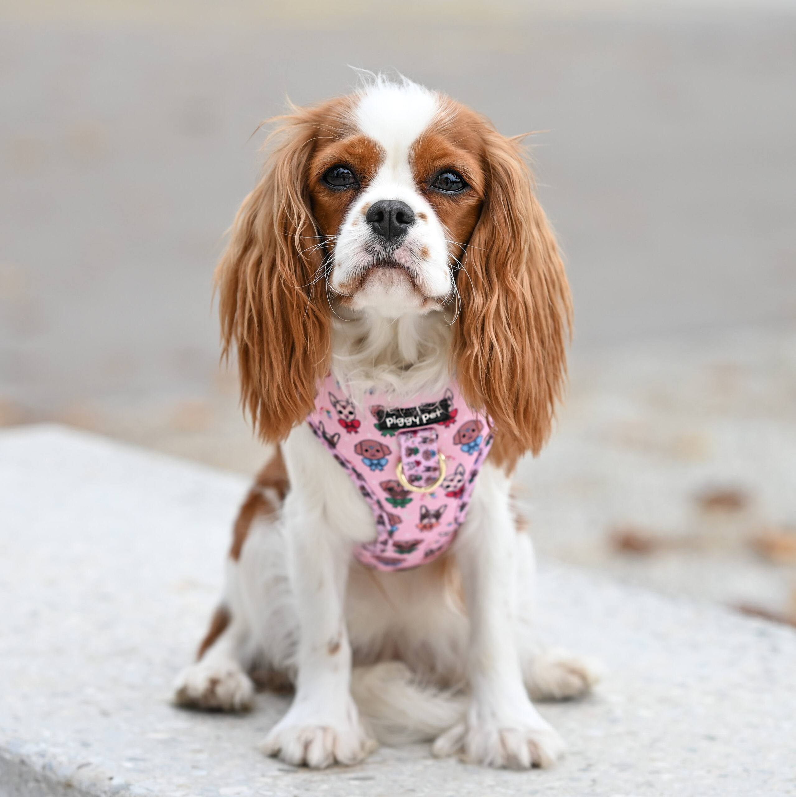 Pettorine per cani moderne, comodità e stile Piggy Pet