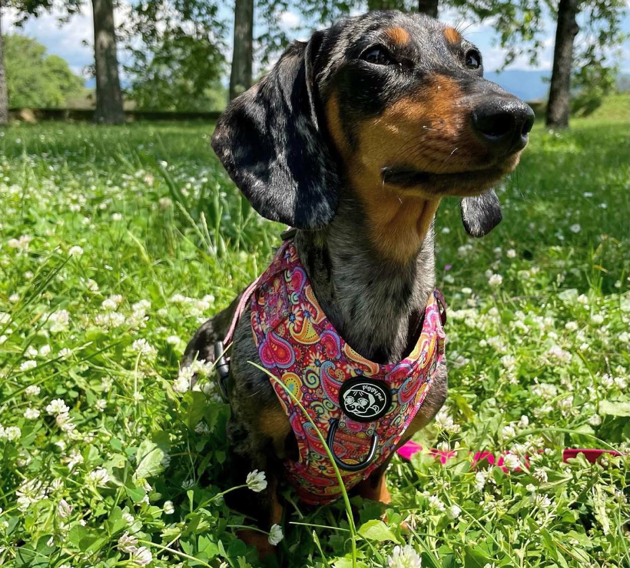 Bassotto, caratteristiche fisiche e caratteriali, prezzo - Piggy Pet