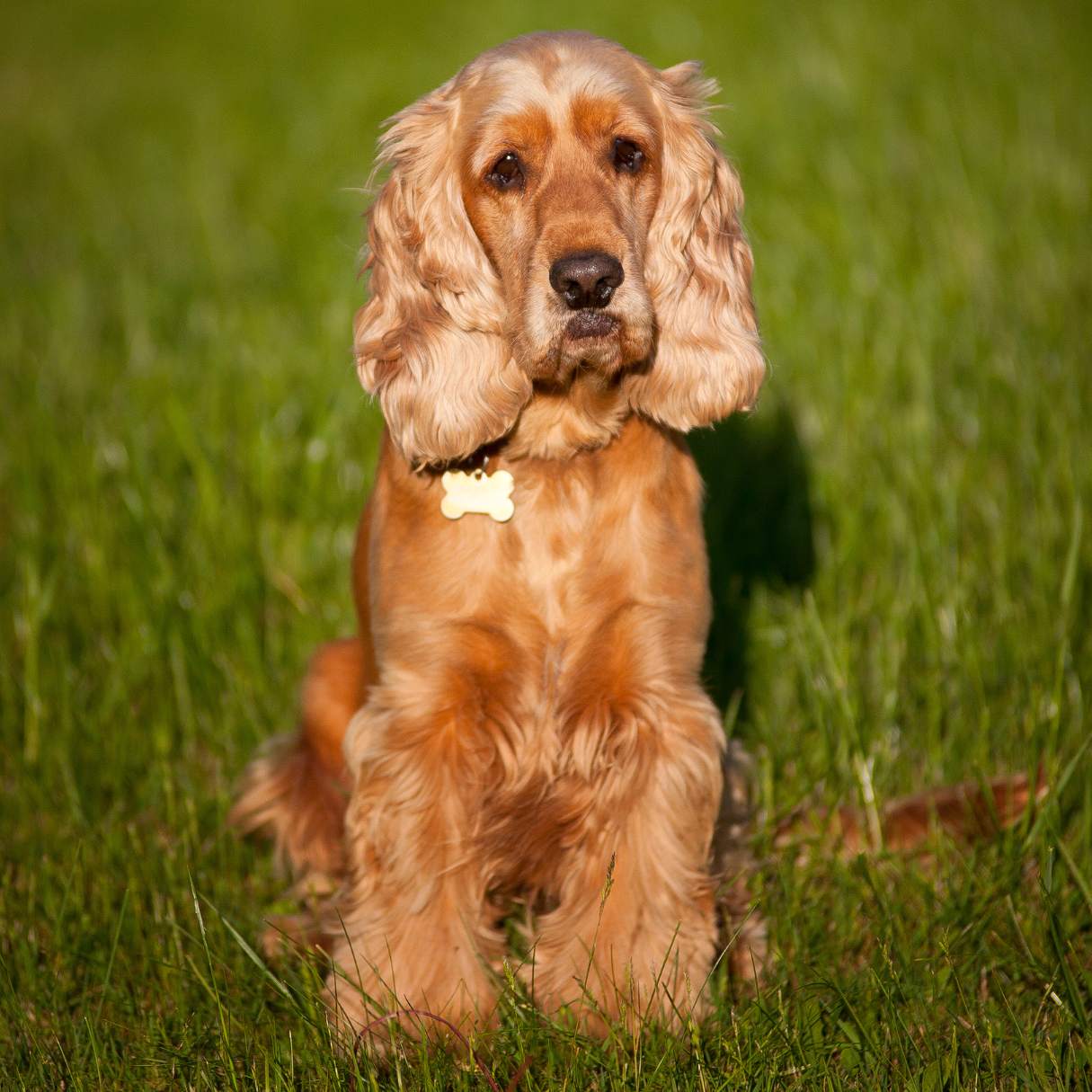 Cocker Spaniel, prezzo, caratteristiche e curiosità - Piggy Pet