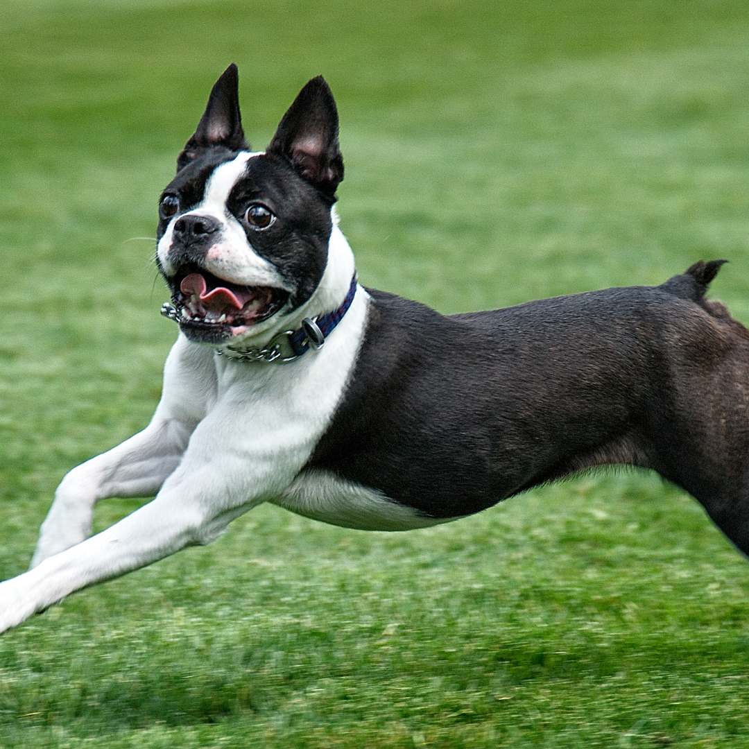Como Entretener A Un Boston Terrier