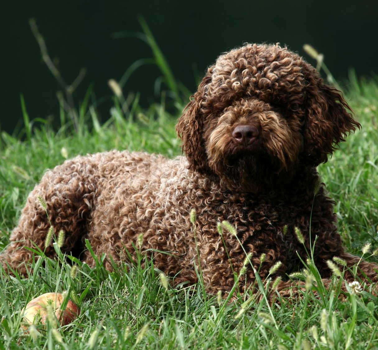 Il Lagotto Romagnolo: Un Tesoro Italiano di Versatilità e Affetto ...