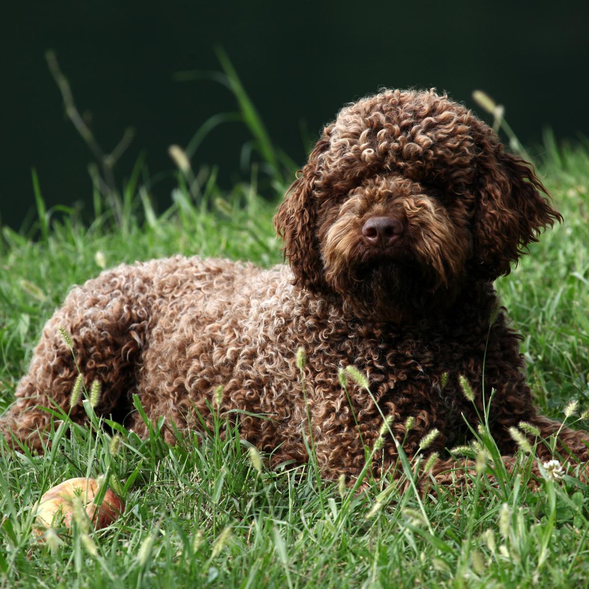 Il Lagotto Romagnolo: Un Tesoro Italiano di Versatilità e Affetto ...