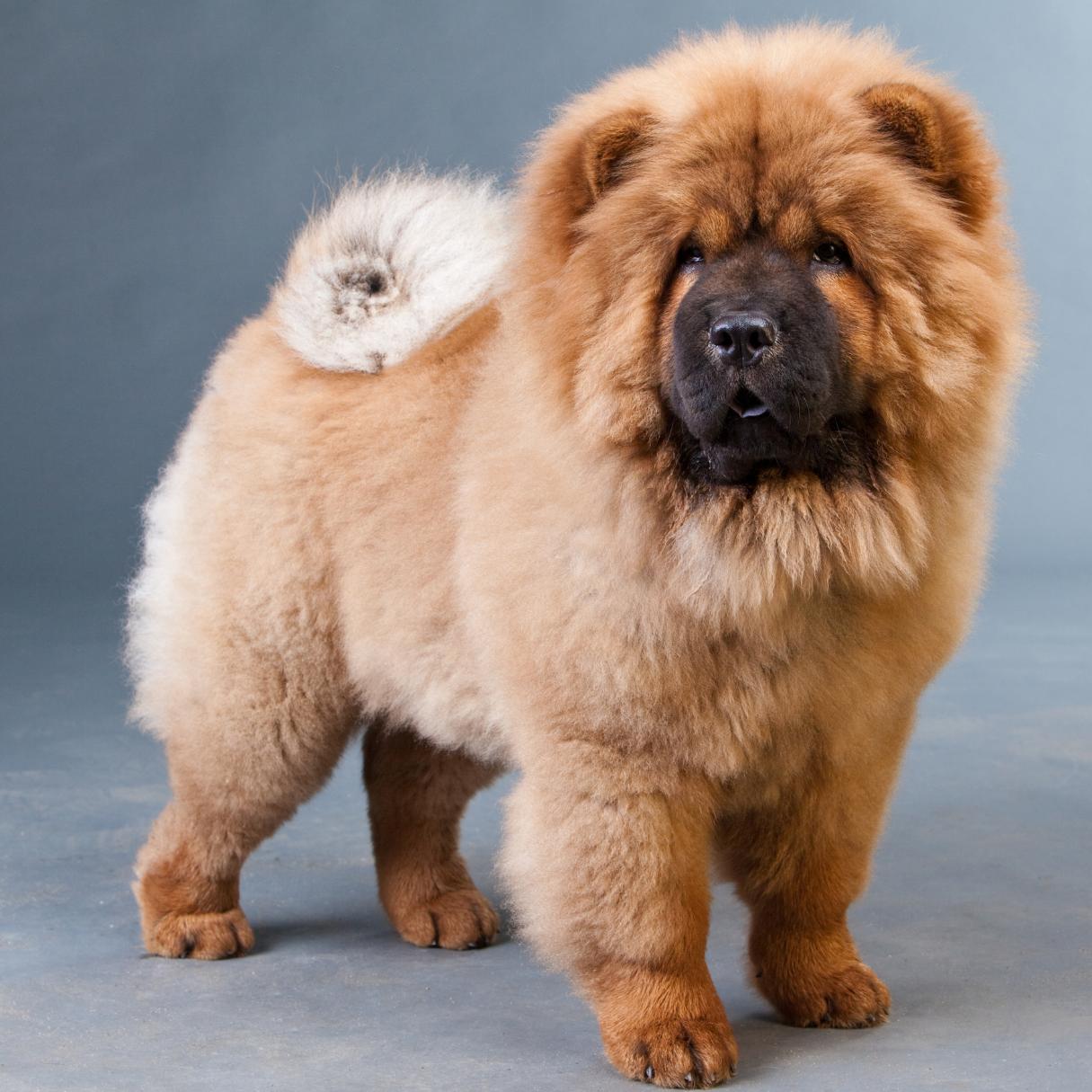 Chow Chow: Origini, Carattere, Addestramento e Prezzo - Piggy Pet