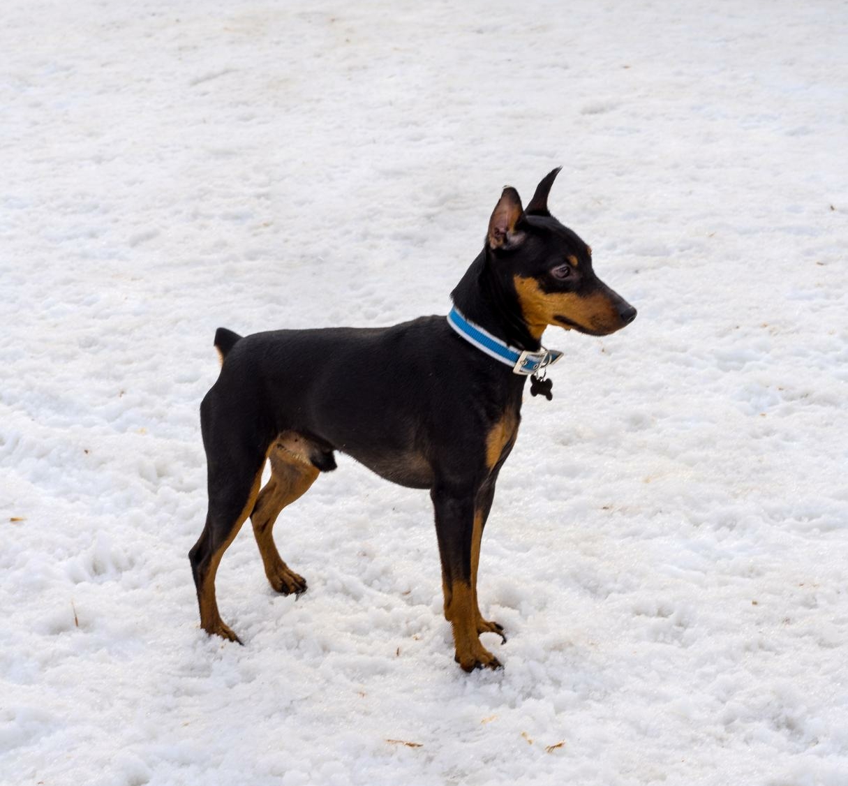 Pincher: Prezzo, carattere e addestramento - Piggy Pet