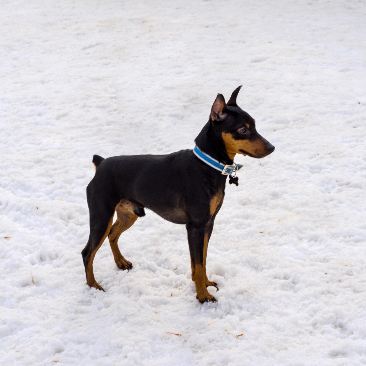 Pincher: Prezzo, carattere e addestramento - Piggy Pet