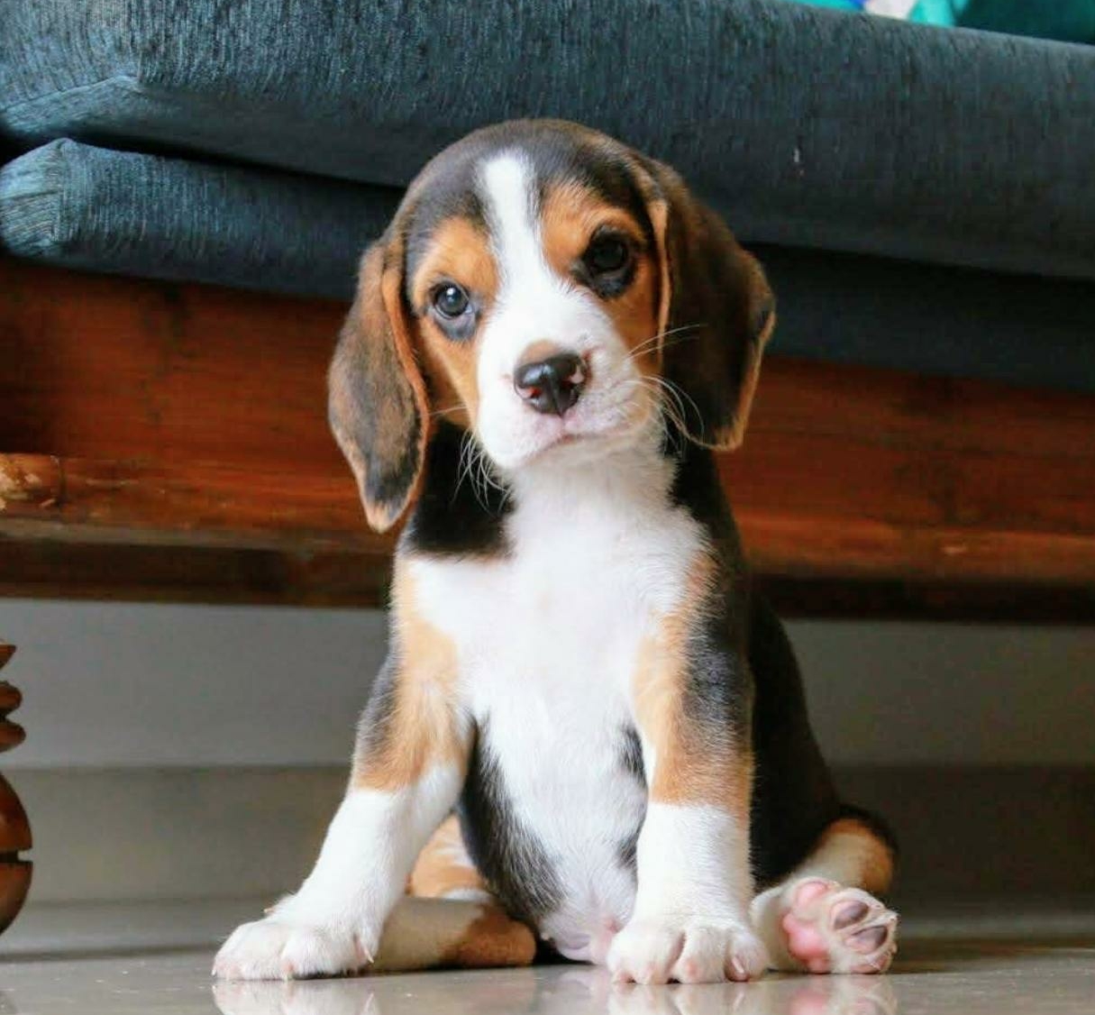 Il Beagle: Un Cane Vivace e Affettuoso - Piggy Pet