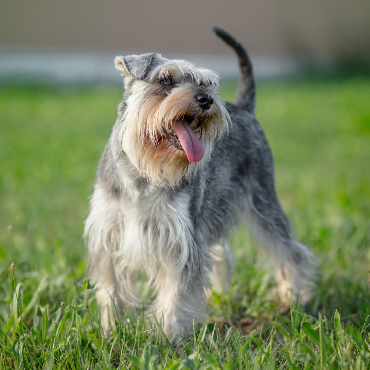 Lo Schnauzer Nano: Un Cane Energico e Affettuoso - Piggy Pet