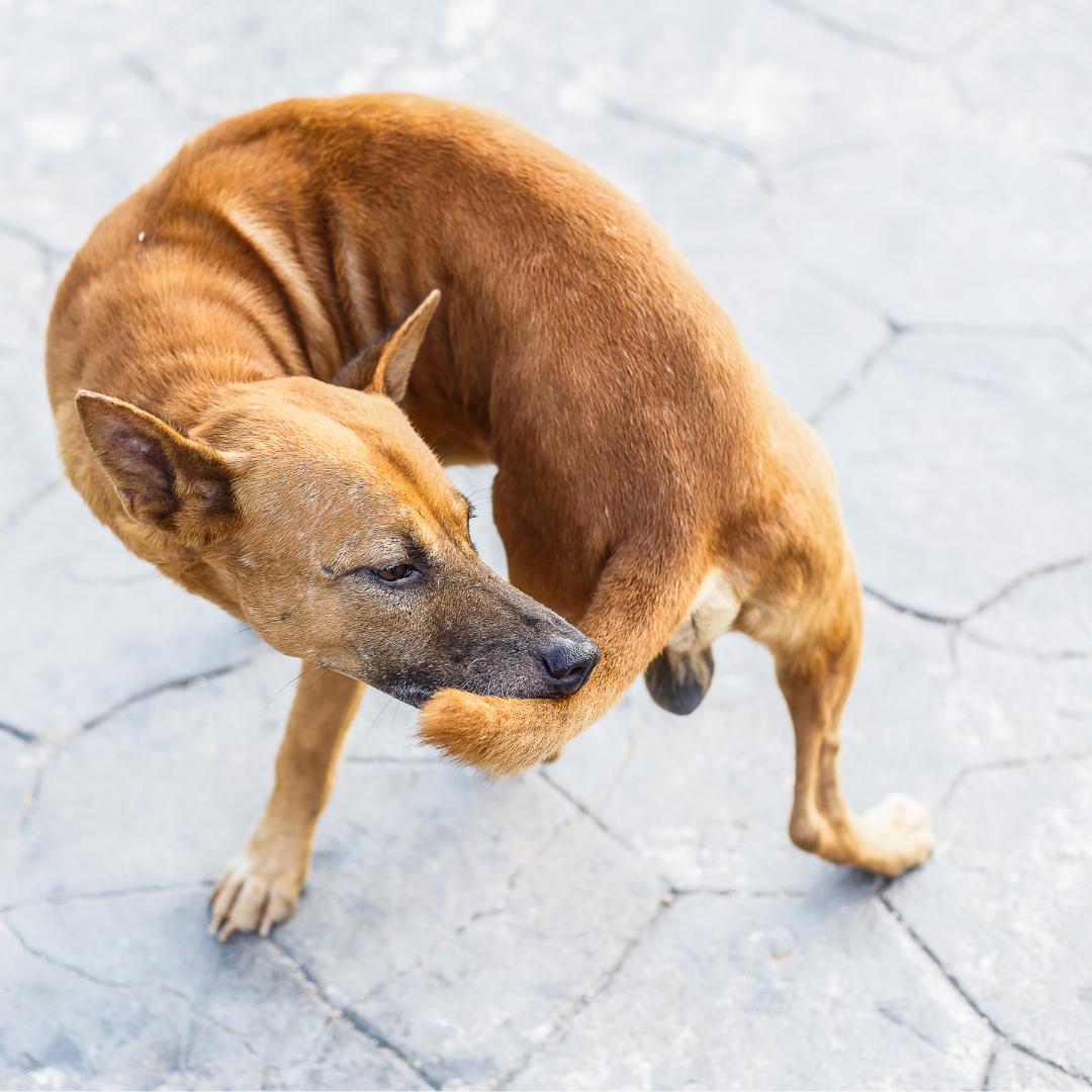 Perché il Cane Si Morde la Coda: Cause e Soluzioni - Piggy Pet