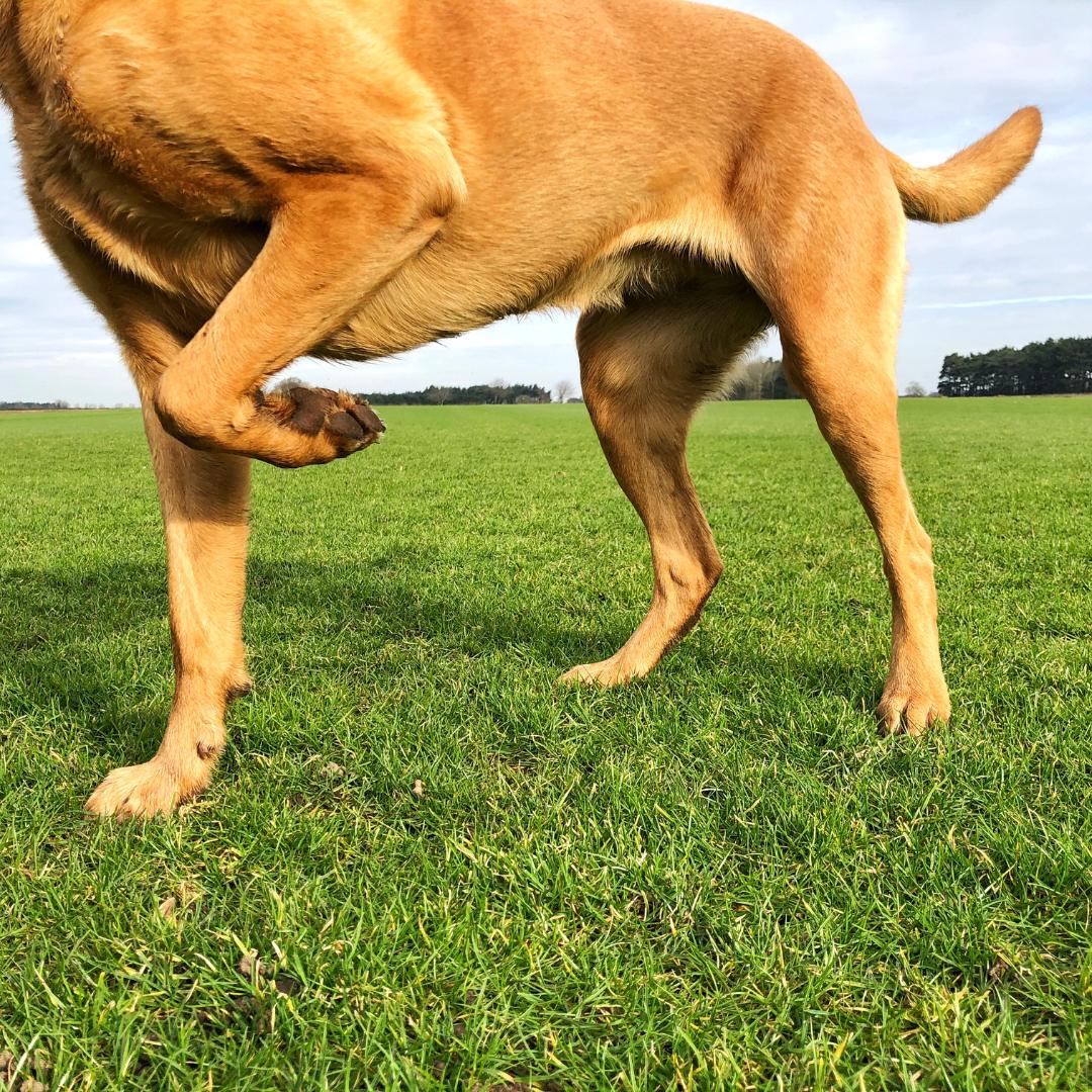 Cane che Zoppica a Freddo: Perché Accade e Cosa Fare - Piggy Pet